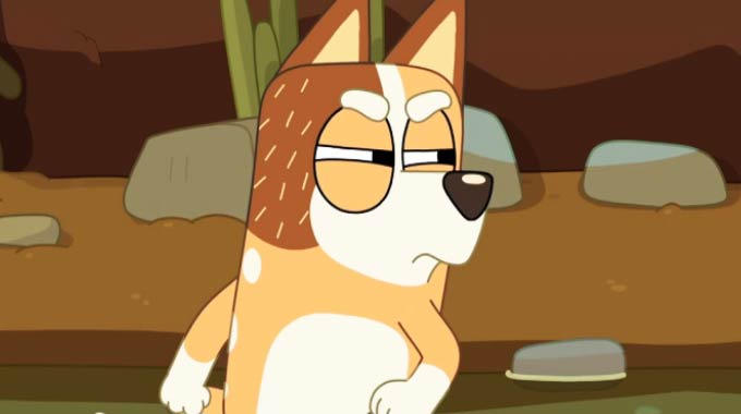 50 Things That You Didn't Know About Chilli Heeler - Friction Info